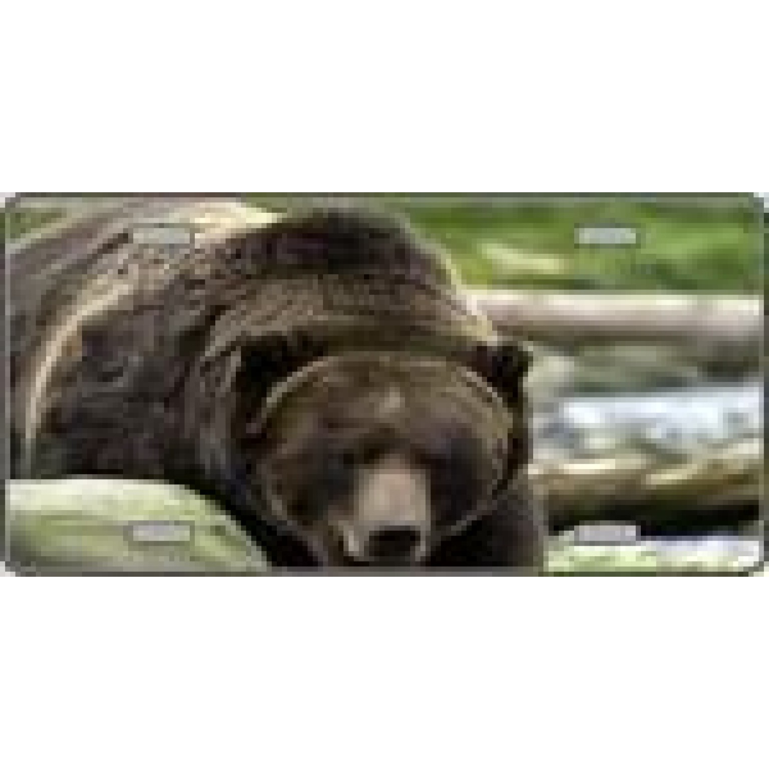 Bear - Full Color Photography License Plate