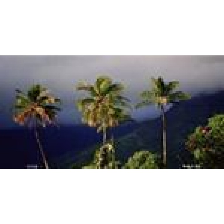 Three Palm Trees License Plate